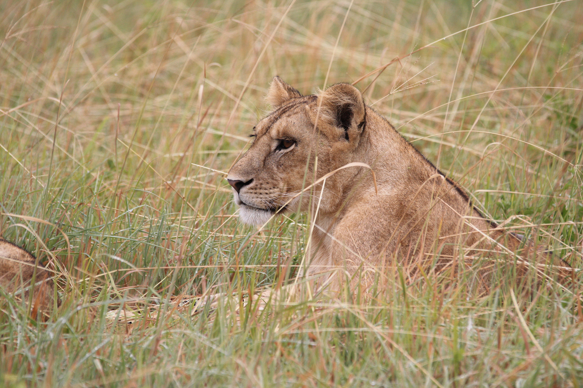 Ruaha Carnivore Project in der WELT | weltwege