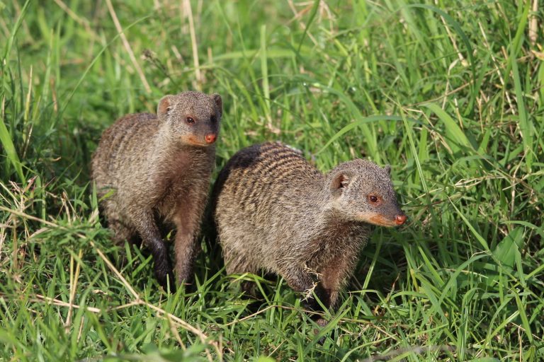 Zebramanguste | weltwege